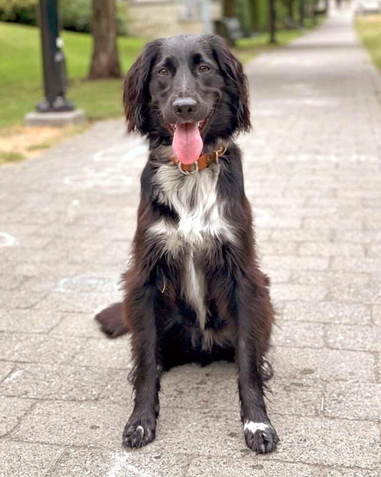 29 English Springer Spaniel Mixes (With Pictures)
