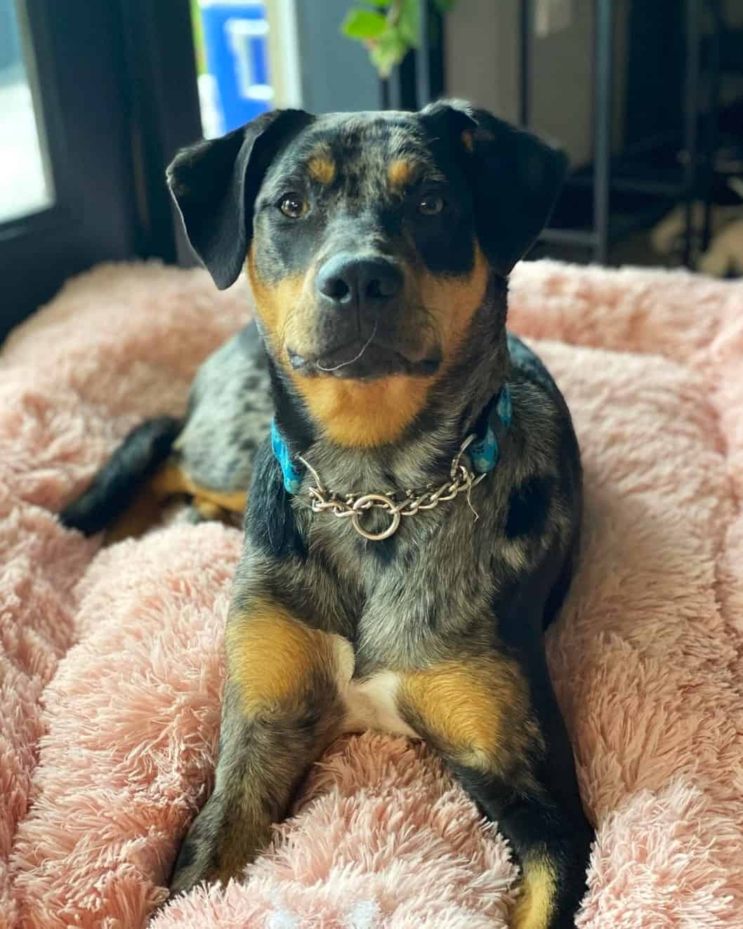 35 Whippet Mixes: A Complete Guide (With Pictures)