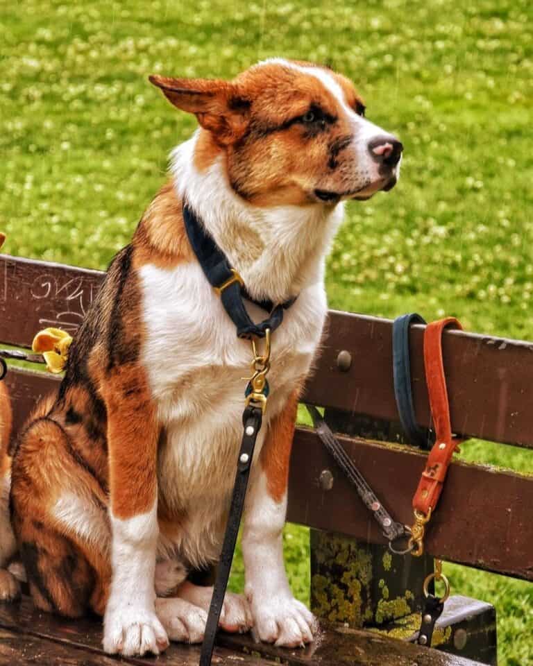 45 Unique Akita Mixes: An Ultimate Guide (With Pictures)