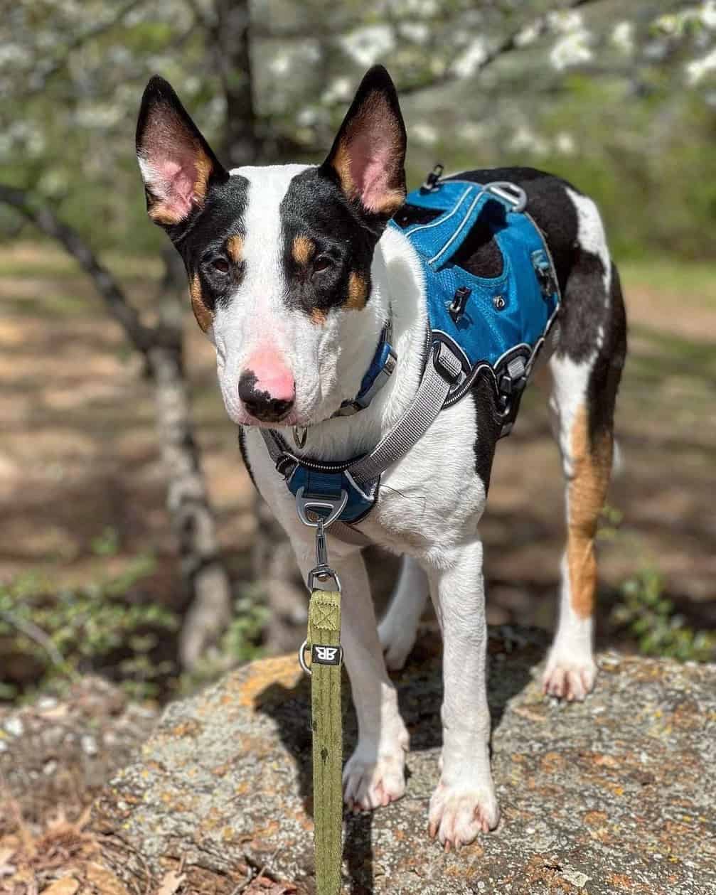 19 Adorable Bull Terrier Mixes You'll Love (With Pictures)
