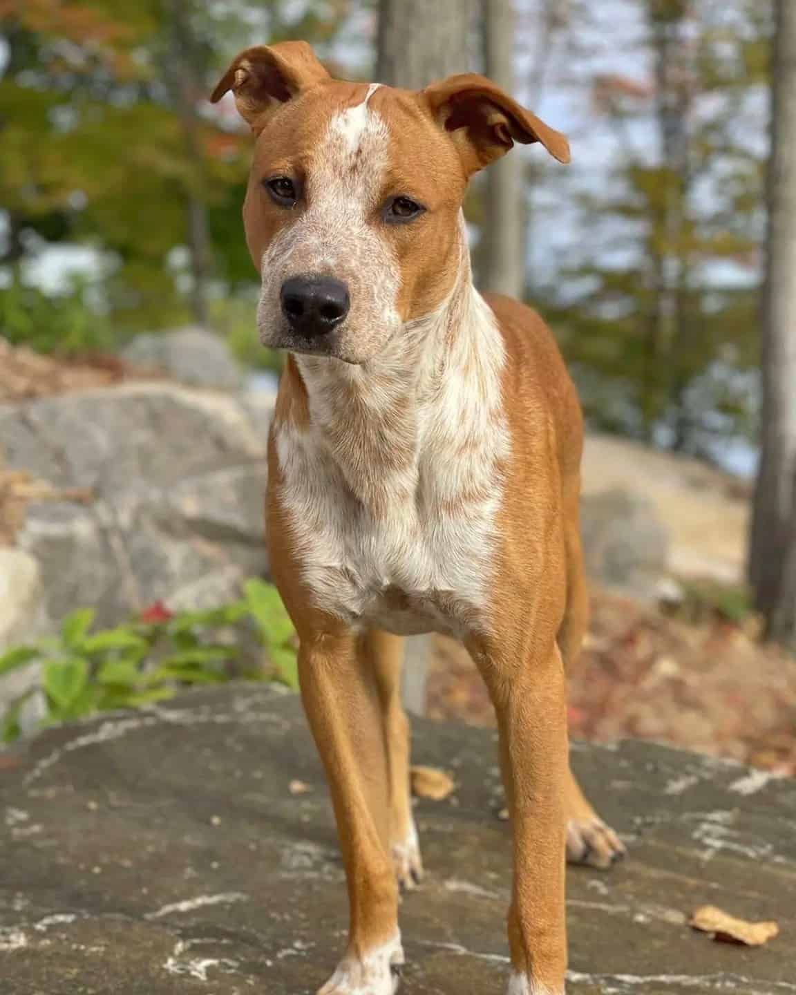 14 Black Mouth Cur Mixes: A Complete Guide (With Pictures)