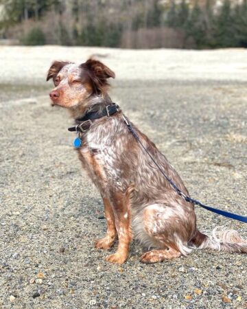 21 Beautiful Brittany Spaniel Mixes to Discover (With Pictures)