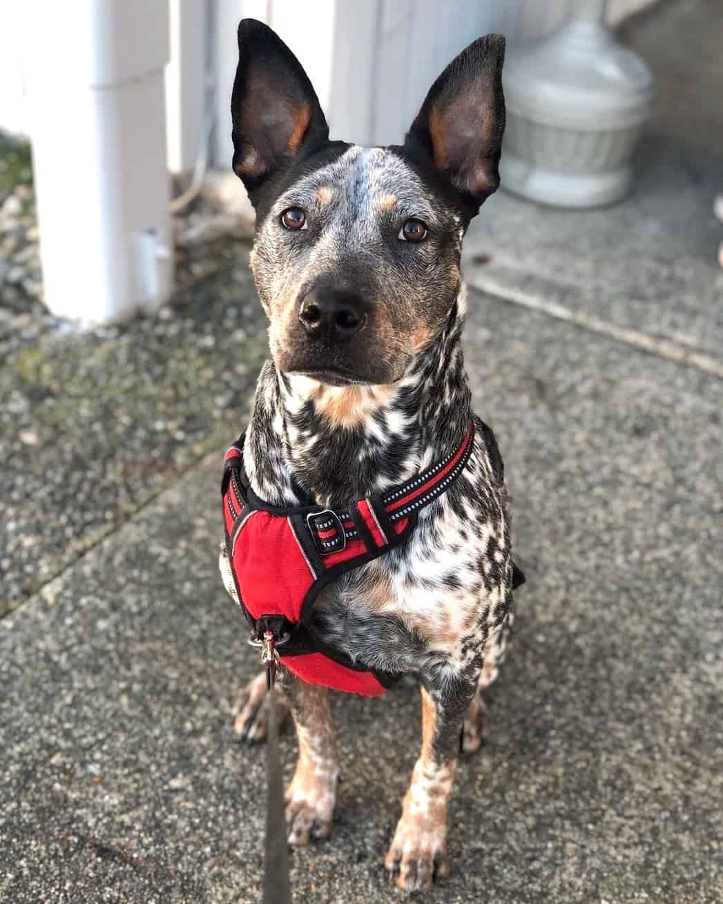 Mastiff Mixes: 43 Powerful and Unique Crossbreeds