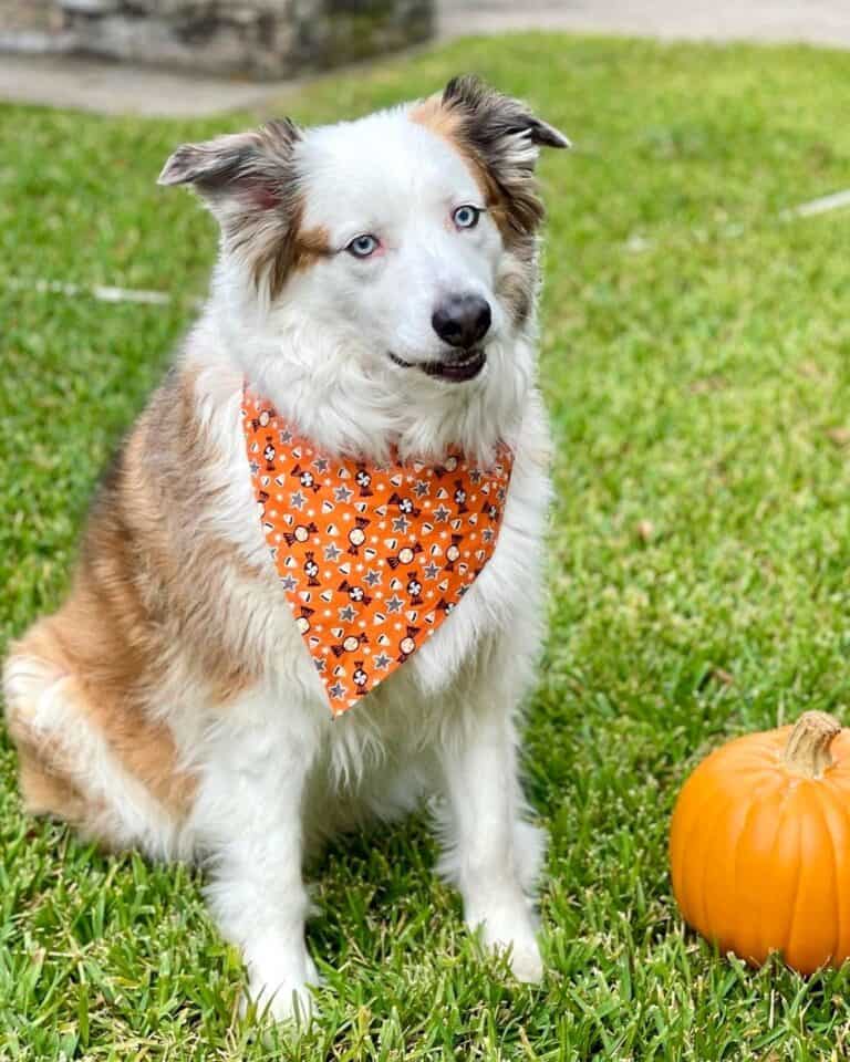 28 Great Pyrenees Mixed Breeds (With Pictures)
