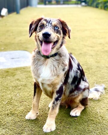 41 Unique Catahoula Leopard Dog Mixes (With Pictures)