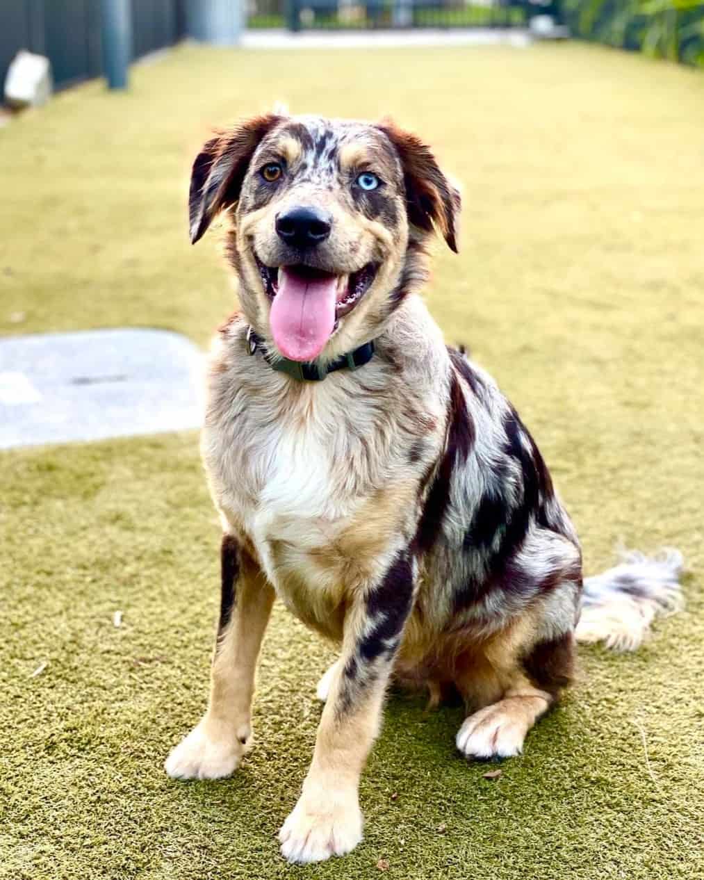 41 Unique Catahoula Leopard Dog Mixes With Pictures 