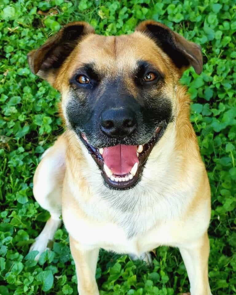 14 Black Mouth Cur Mixes: A Complete Guide (With Pictures)