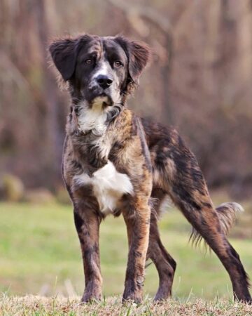 Mastiff Mixes: 43 Powerful and Unique Crossbreeds