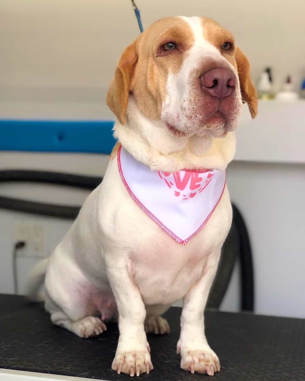 21 Adorable Shar-Pei Mixes You Need to Know