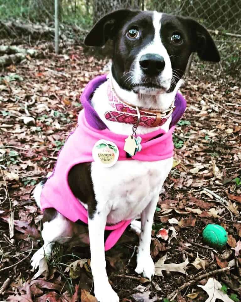 21 Beautiful Brittany Spaniel Mixes to Discover (With Pictures)