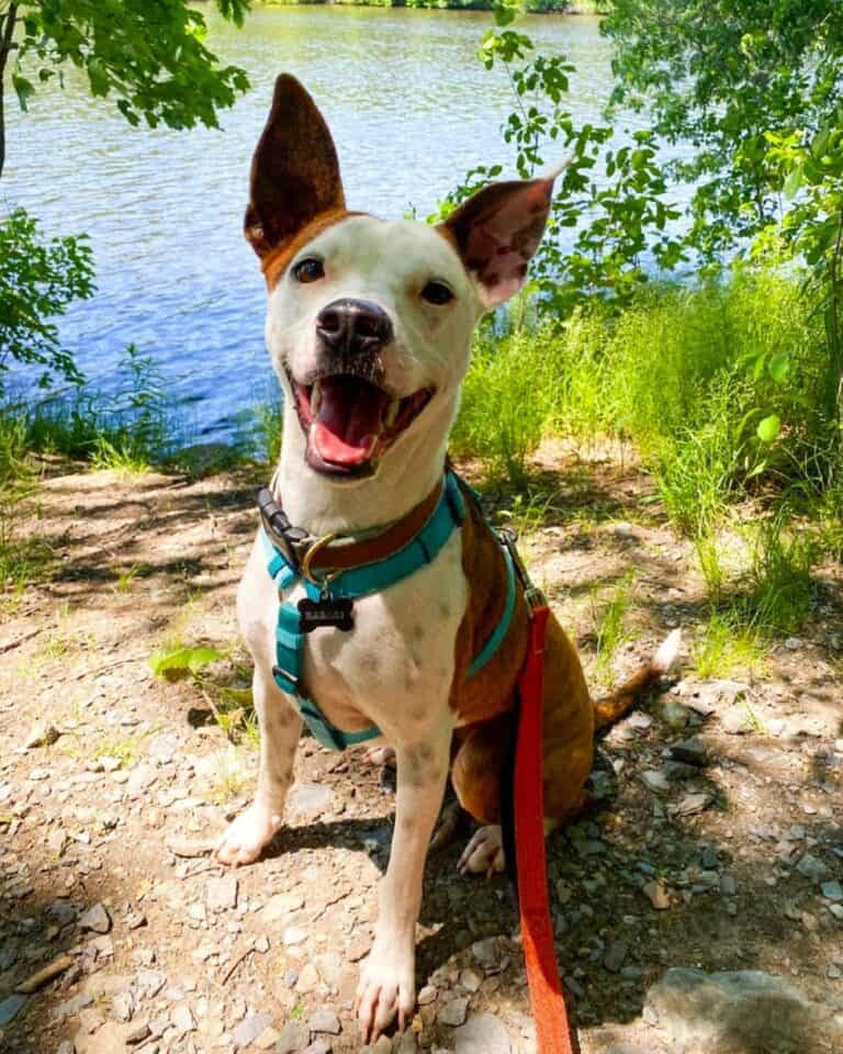 35 Whippet Mixes: A Complete Guide (With Pictures)