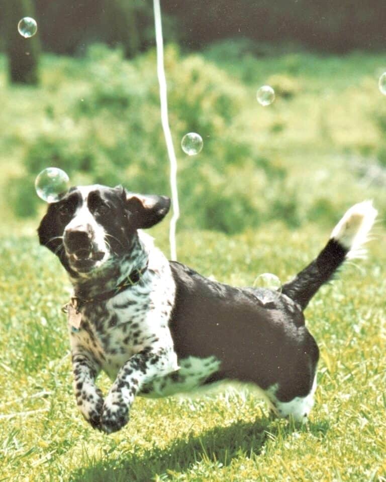 21 Beautiful Brittany Spaniel Mixes to Discover (With Pictures)