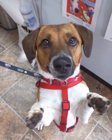53 Most Adorable Jack Russell Terrier Mixes (With Pictures)