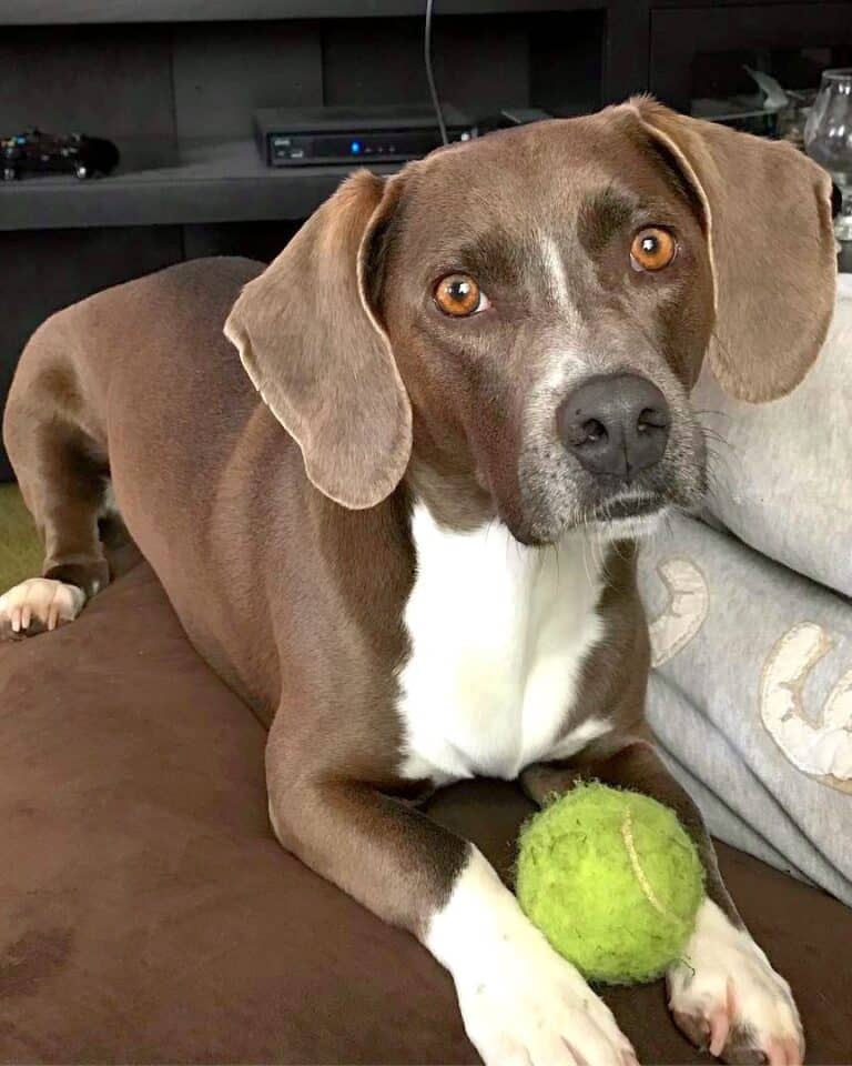 22 Beautiful Weimaraner Mixes You'll Love (With Pictures)