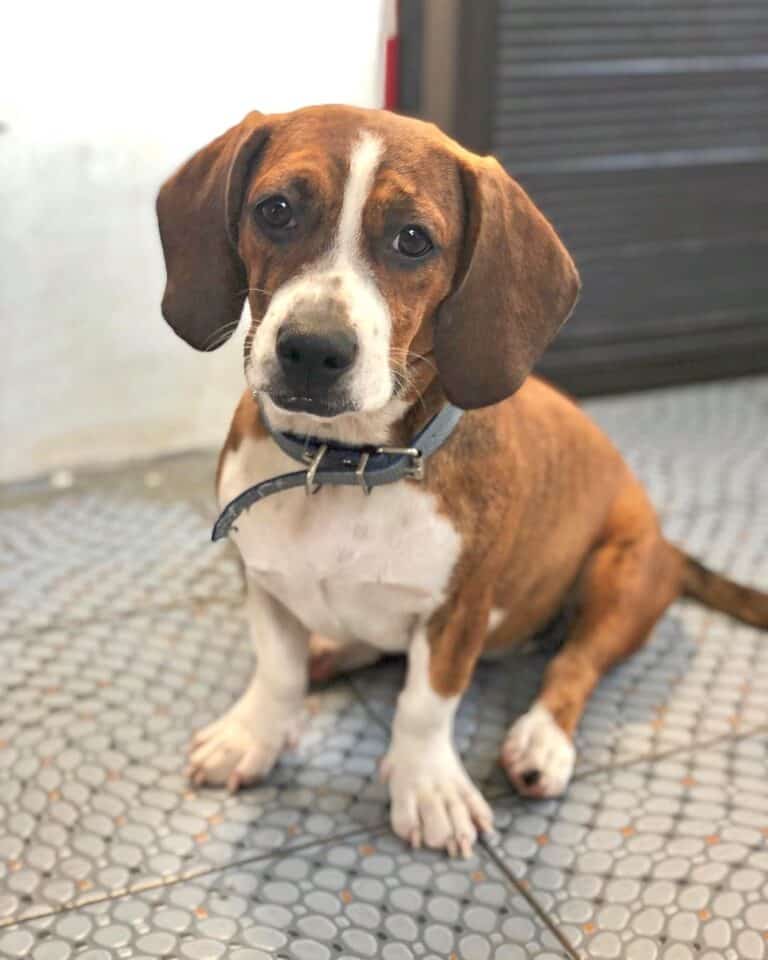 Boston Terrier Mixes: 50 Cutest Crossbreeds (With Pictures)