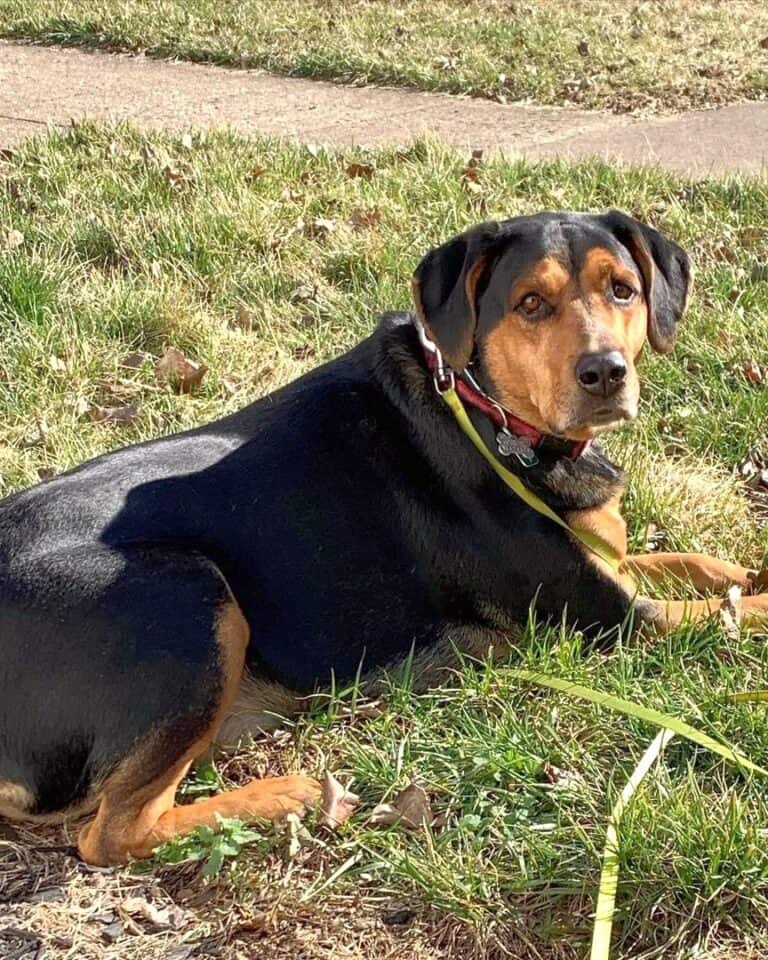 19 Adorable Bull Terrier Mixes You'll Love (With Pictures)