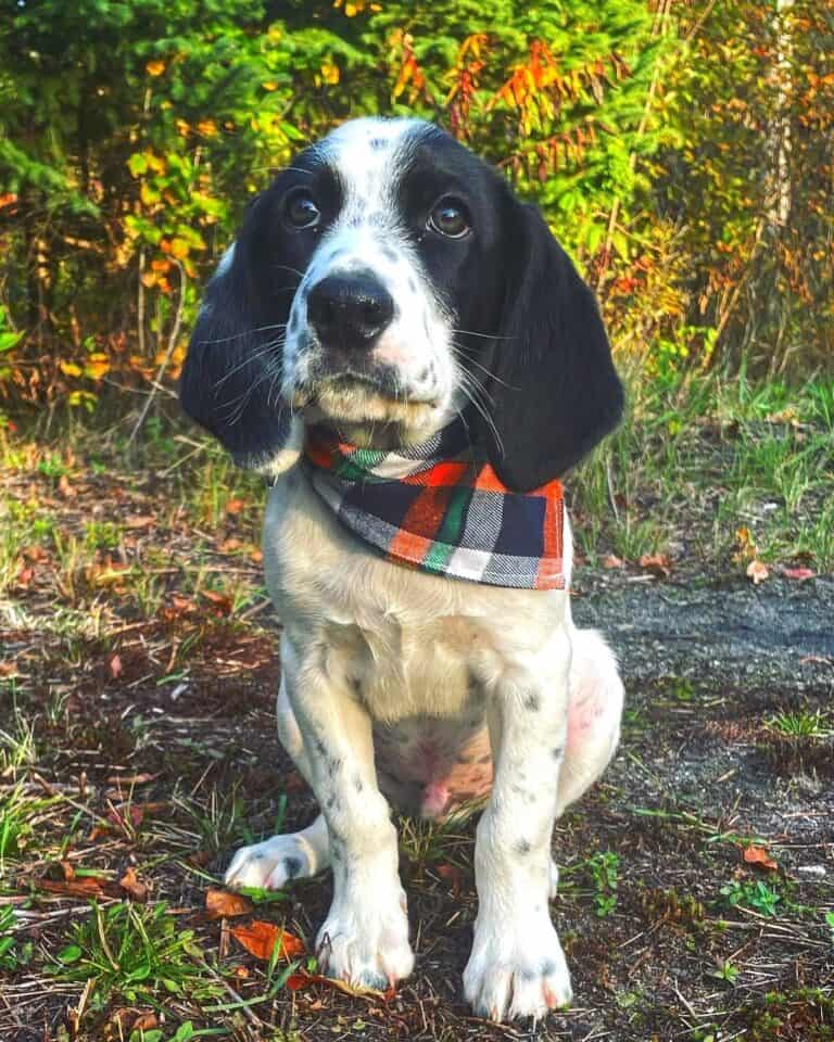 11 Unique Irish Setter Mixes You'll Love (With Pictures)