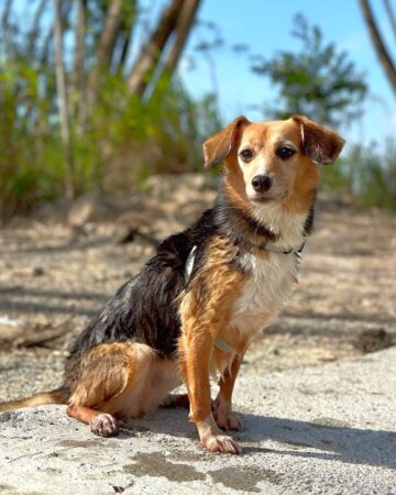 Shetland Sheepdog Mixes: 31 Cute Sheltie Hybrid Dogs