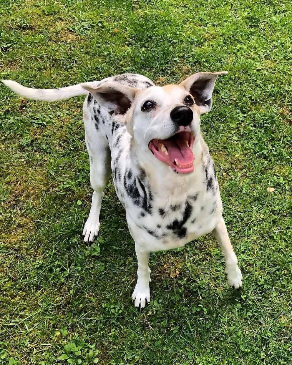 35 Dalmatian Mixes That Hit the “Spot” (With Pictures)