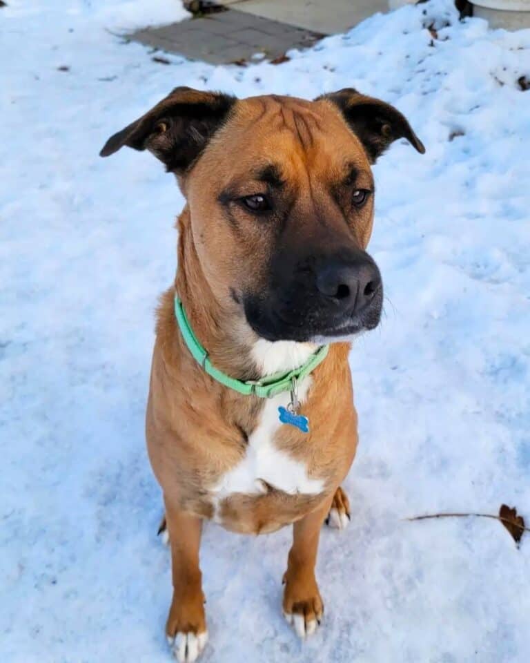 24 Belgian Malinois Mixes to Know (With Pictures)