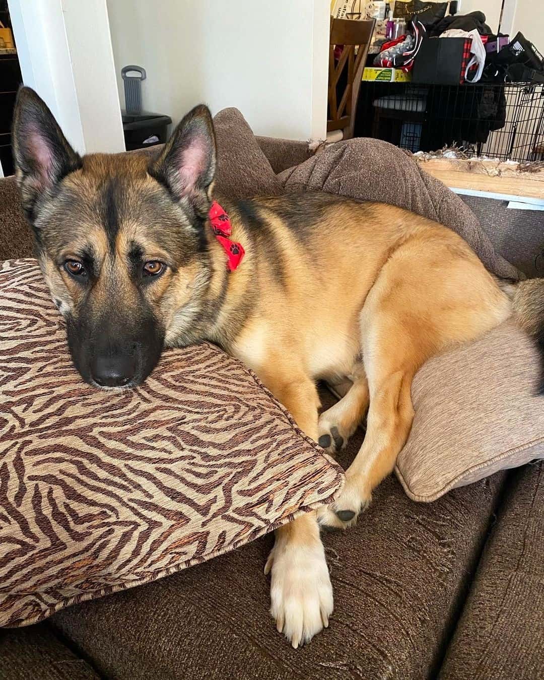 24 Belgian Malinois Mixes to Know (With Pictures)