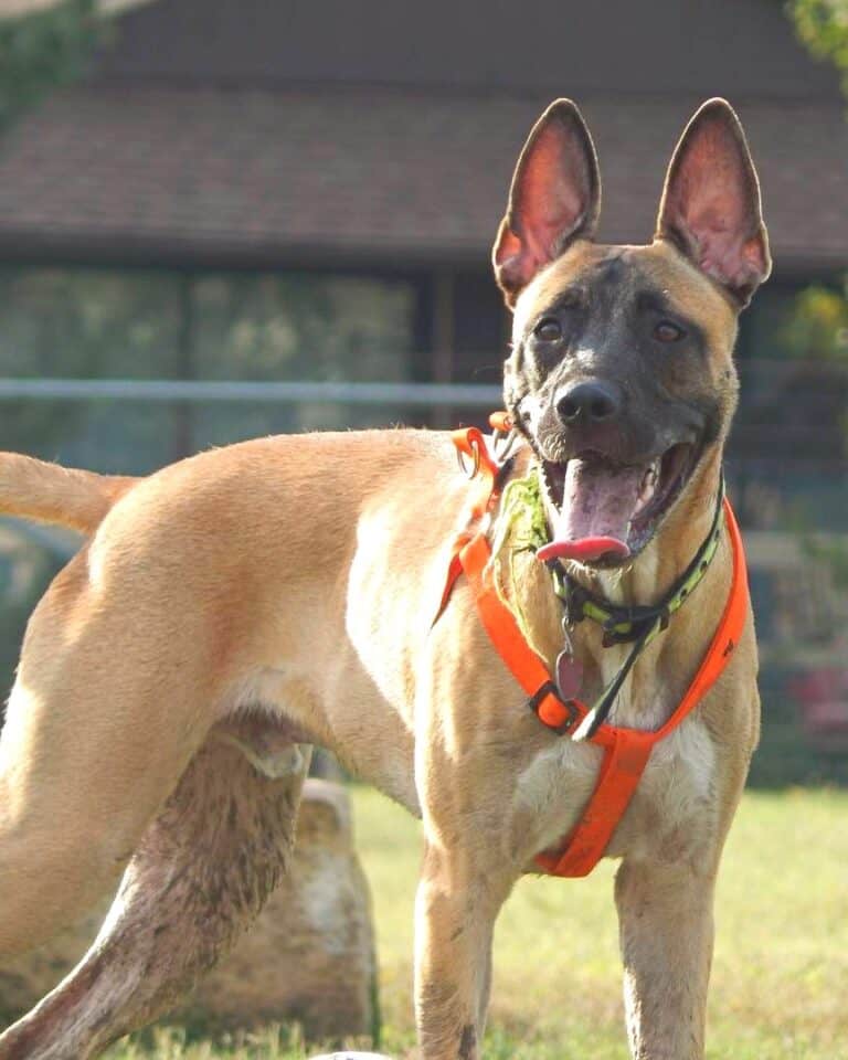 Mastiff Mixes: 43 Powerful and Unique Crossbreeds