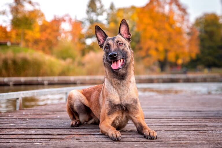 24 Belgian Malinois Mixes to Know (With Pictures)