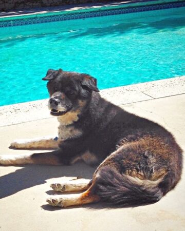 28 Chow Chow Mixes to Brighten Your Day (With Pictures)