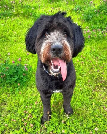 13 Unique Old English Sheepdog Mixes (With Pictures)
