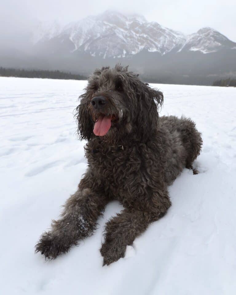 20 Goldendoodle Colors & Markings (With Pictures!)