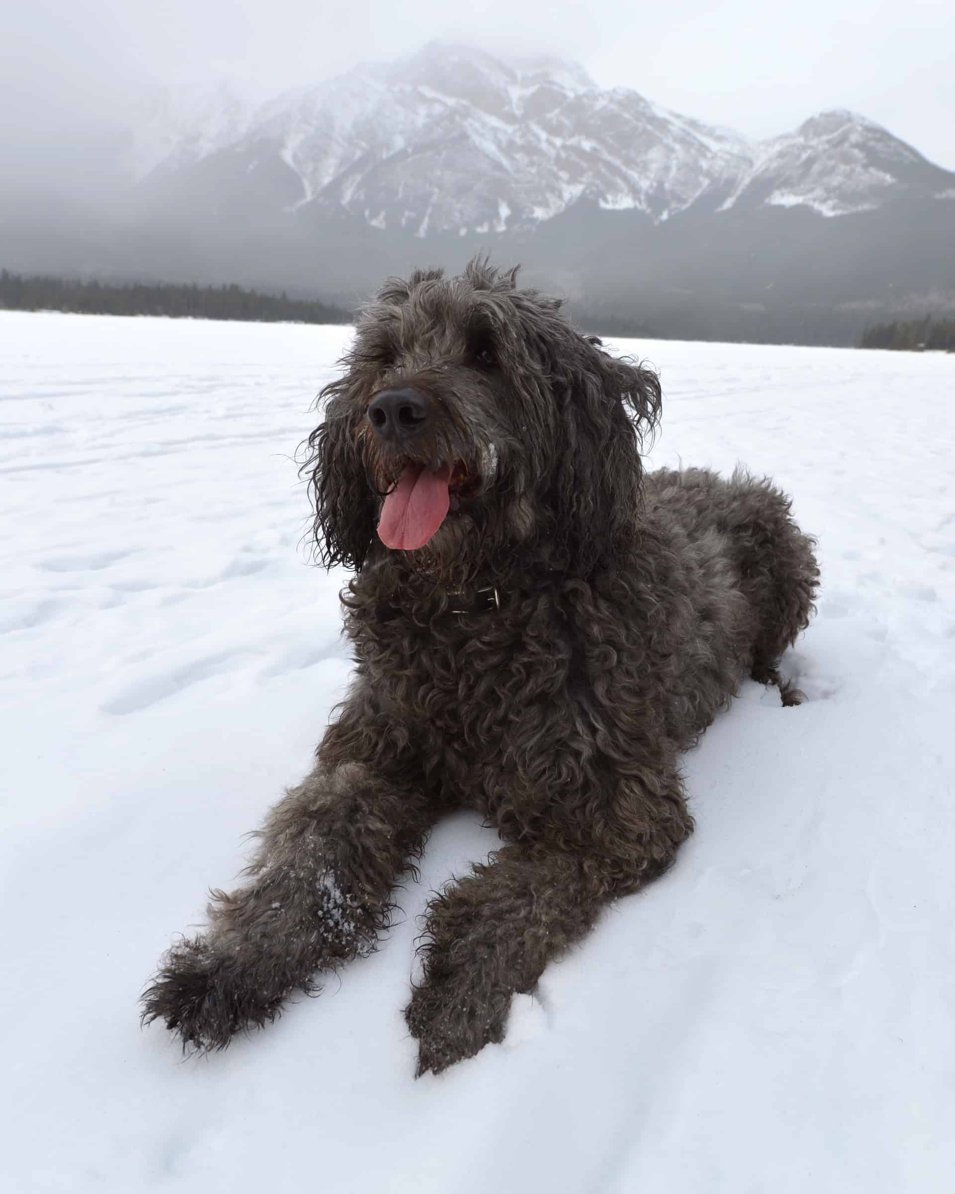 20 Goldendoodle Colors & Markings (With Pictures!)