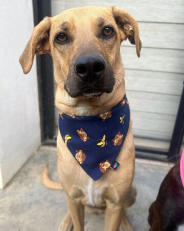 14 Black Mouth Cur Mixes: A Complete Guide (With Pictures)