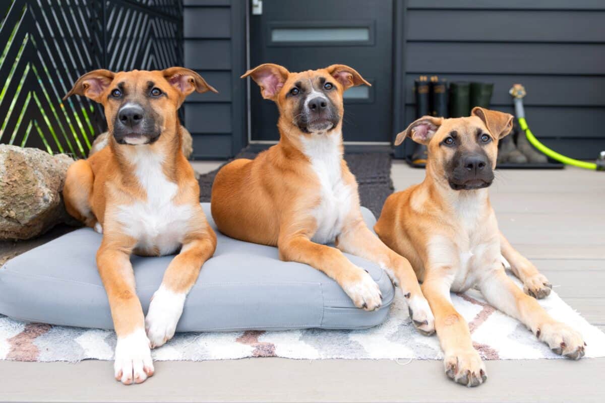 14 Black Mouth Cur Mixes A Complete Guide With Pictures 
