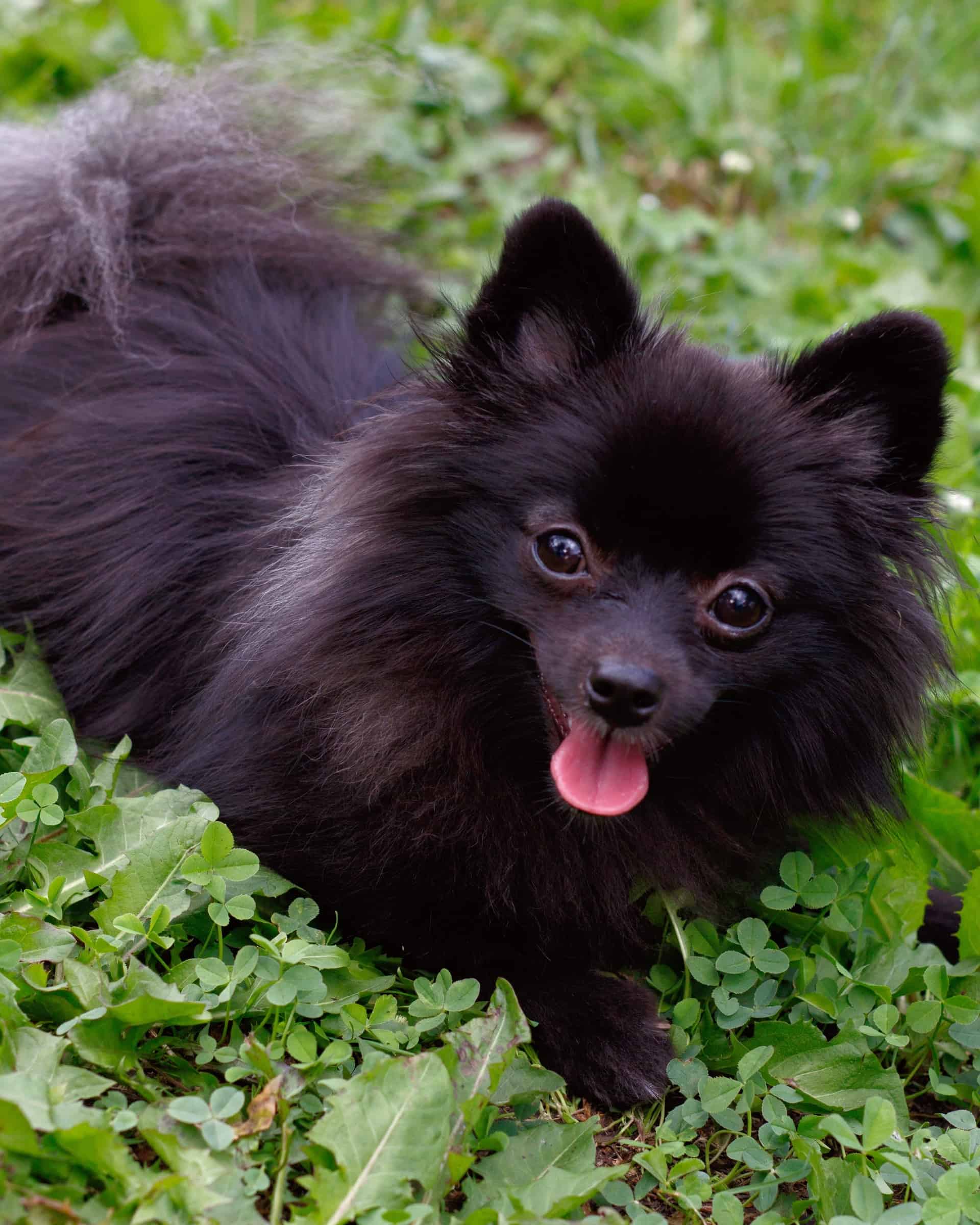 25 Pomeranian Colors, Markings & Patterns (With Pictures!)