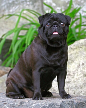 20 Pug Colors Explained (With Pictures!) - Happy Dog Breeds