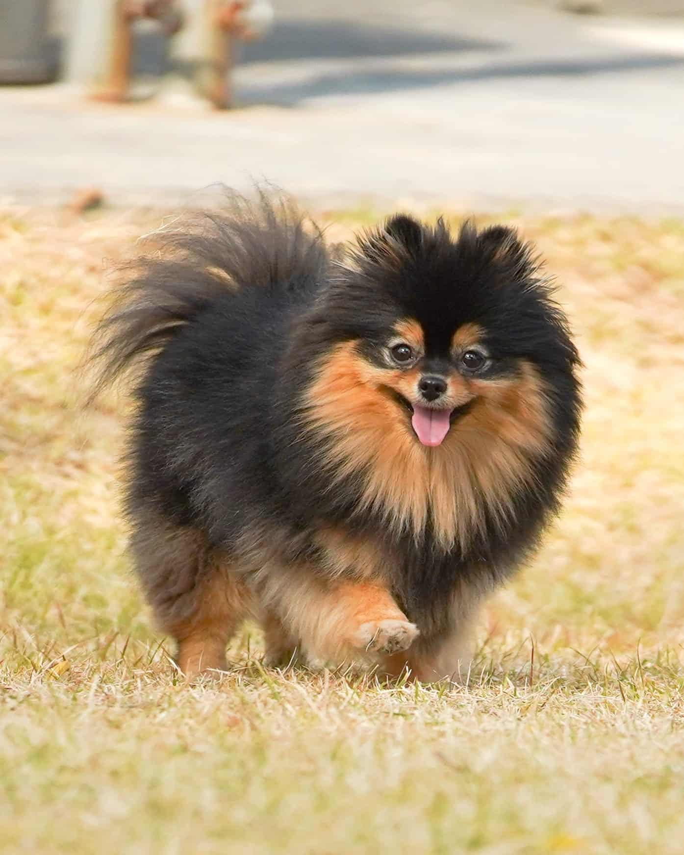 25 Pomeranian Colors, Markings & Patterns (With Pictures!)
