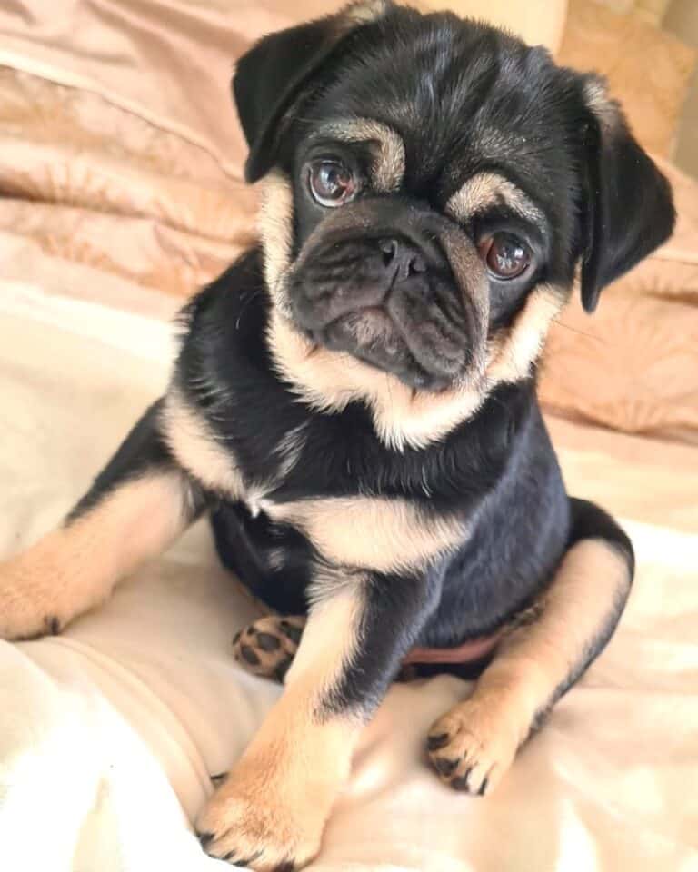 20 Pug Colors Explained (With Pictures!) - Happy Dog Breeds