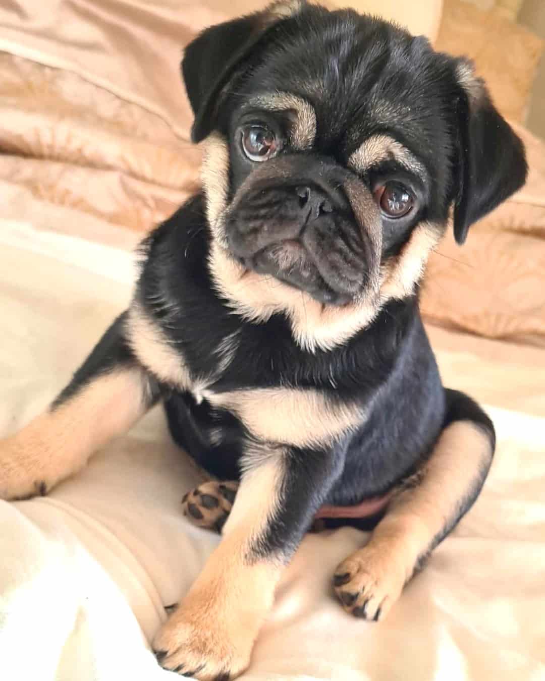 20 Pug Colors Explained (With Pictures!) - Happy Dog Breeds