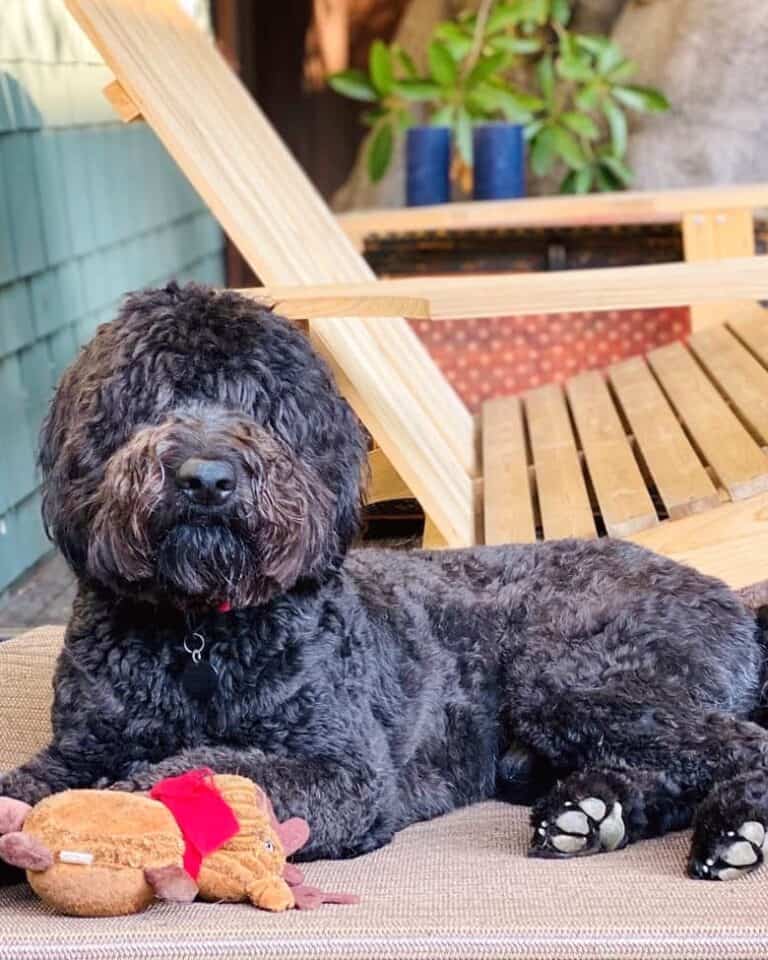 20 Goldendoodle Colors & Markings (With Pictures!)