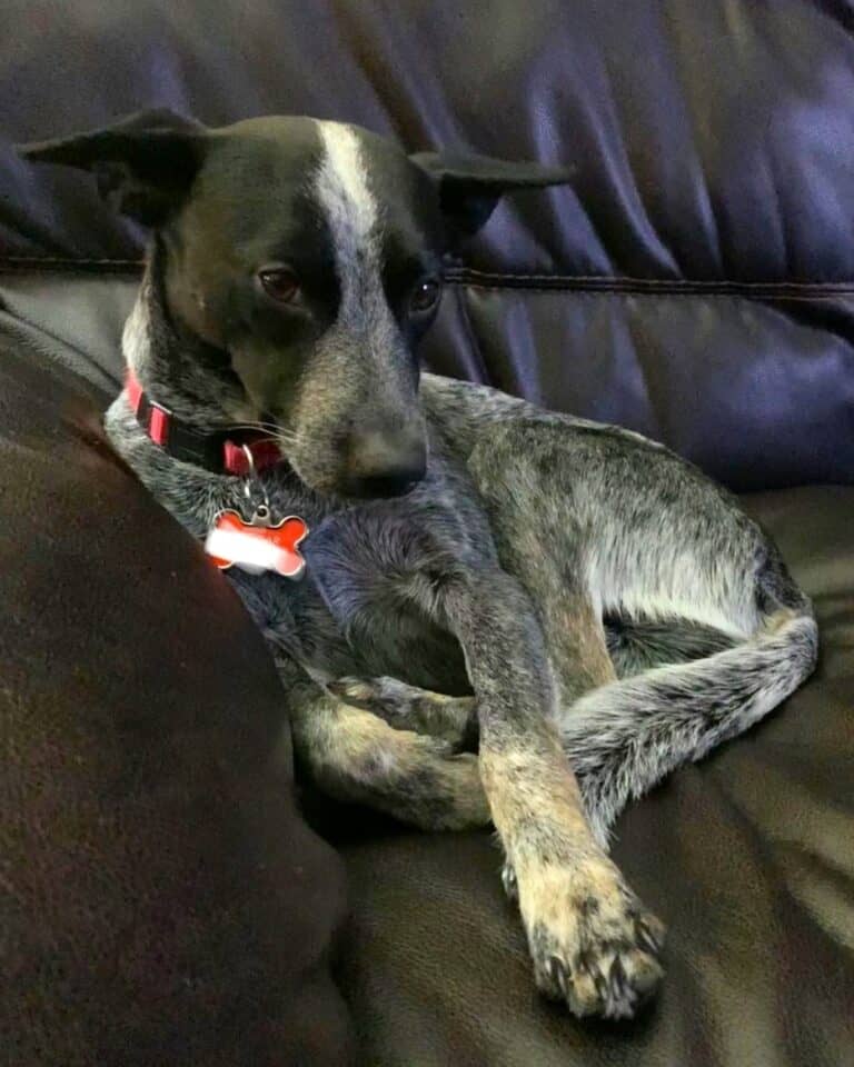 35 Whippet Mixes: A Complete Guide (With Pictures)