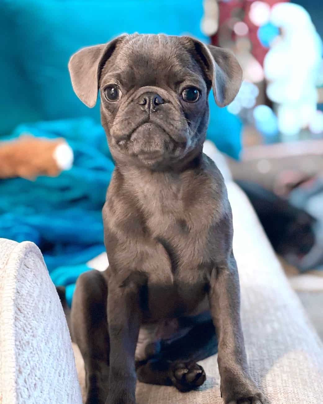 20 Pug Colors Explained (With Pictures!) - Happy Dog Breeds