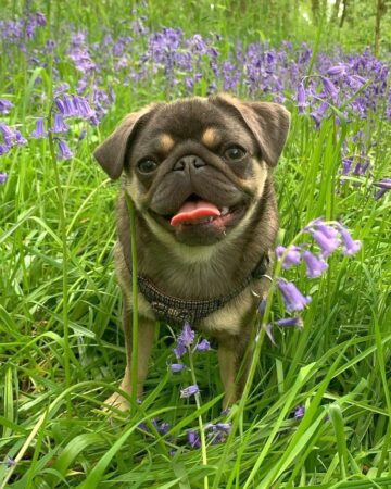 20 Pug Colors Explained (With Pictures!) - Happy Dog Breeds