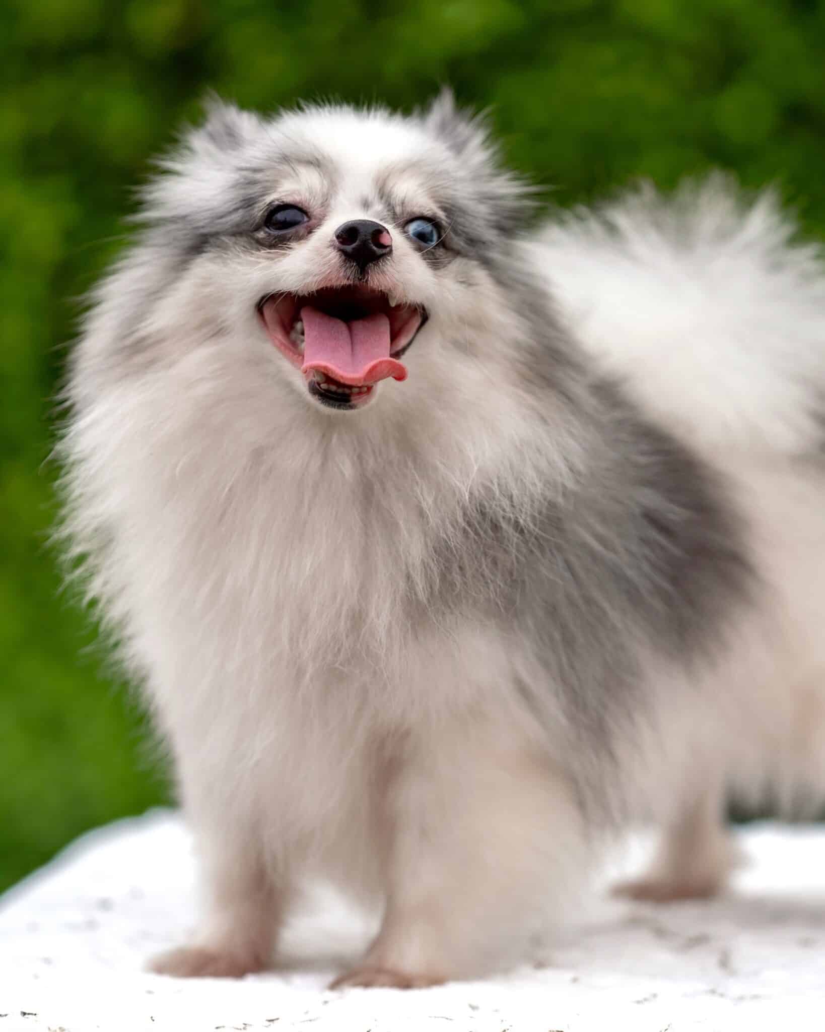 25 Pomeranian Colors, Markings & Patterns (With Pictures!)