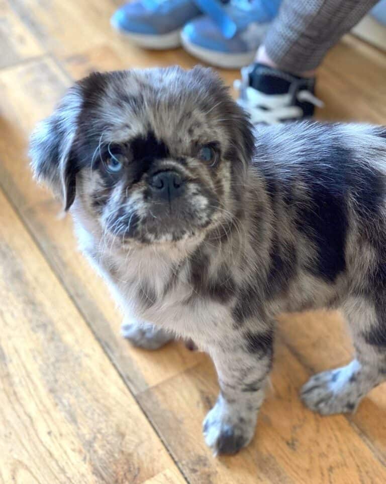 20 Pug Colors Explained (With Pictures!) - Happy Dog Breeds