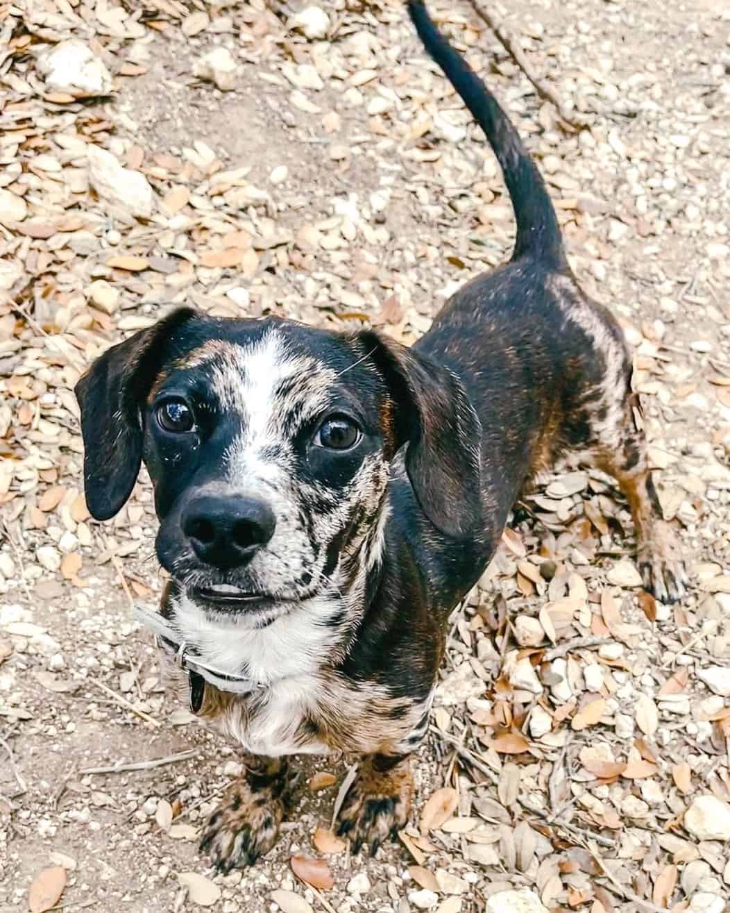 Boston Terrier Mixes: 50 Cutest Crossbreeds (With Pictures)