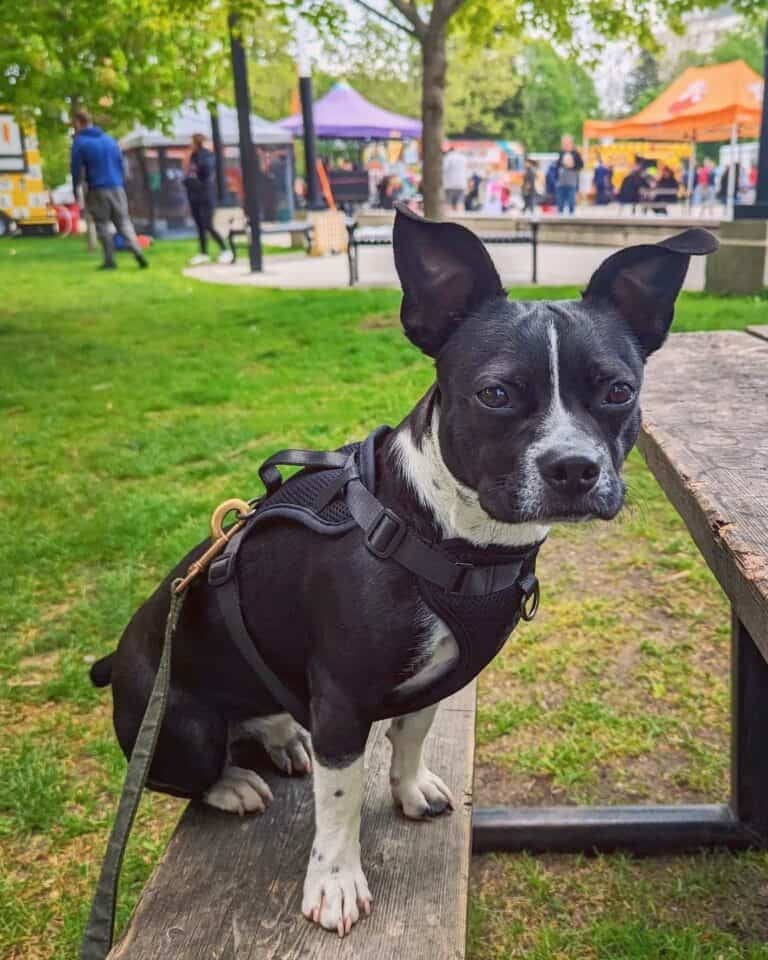 Boston Terrier Mixes: 50 Cutest Crossbreeds (With Pictures)