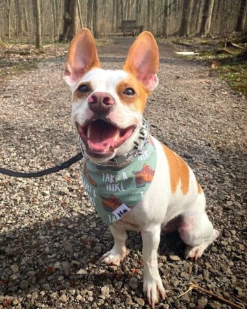 53 Most Adorable Jack Russell Terrier Mixes (With Pictures)