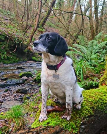 48 Adorable Cocker Spaniel Mixes (With Pictures)
