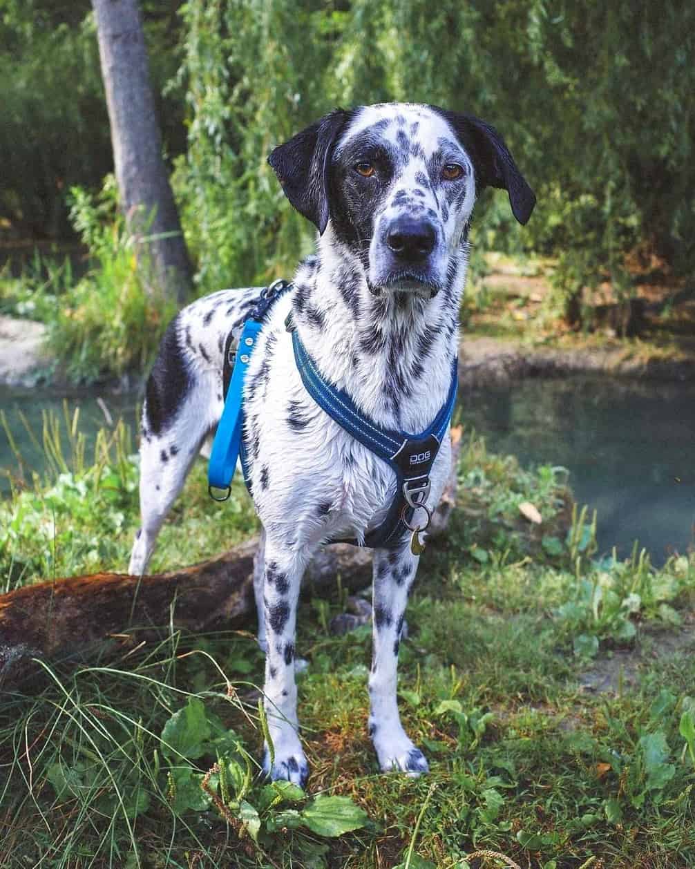 35 Dalmatian Mixes That Hit the “Spot” (With Pictures)