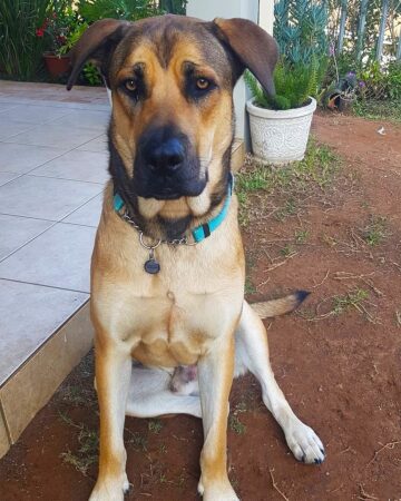 24 Belgian Malinois Mixes to Know (With Pictures)